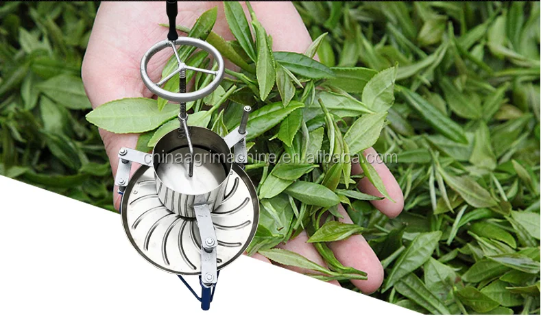 Tea Leaf Grinding Machine - Rolling Black Tea Efficiently