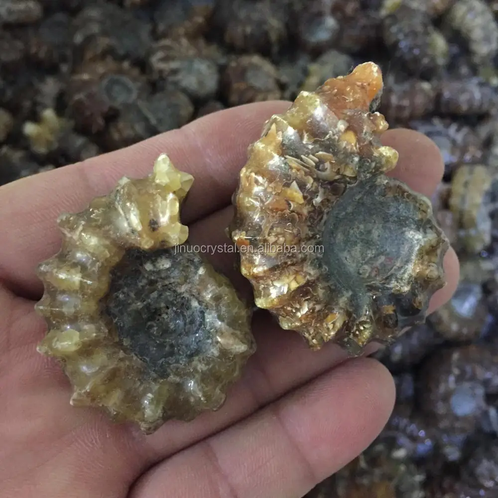 Natural Sea Clam Crystal Mineral Conch Fossils For Sale - Buy Crystal ...