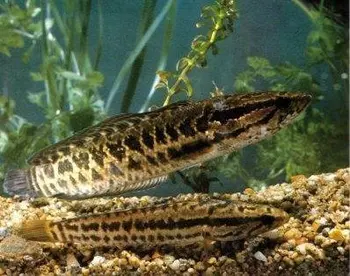 Blotched Snakehead-channa Maculata - Buy Tropical Fish,Freshwater Fish ...