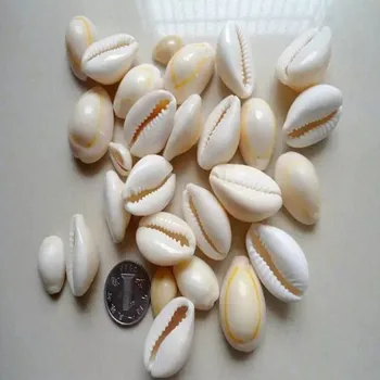 Yellow Cowry Shell,Money Cowrie Conch - Buy Yellow Cowry,Conch Shell ...