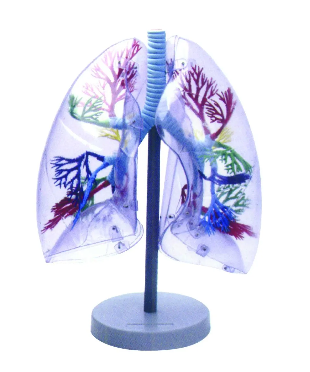 Plastic Human Lungs For Teaching Model - Buy Plastic Lung Ashtray,Lung ...