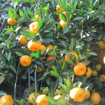 Fresh Citrus Fruits /pongkam/ Lokam/chinese Oranges/mandarin Oranges ...