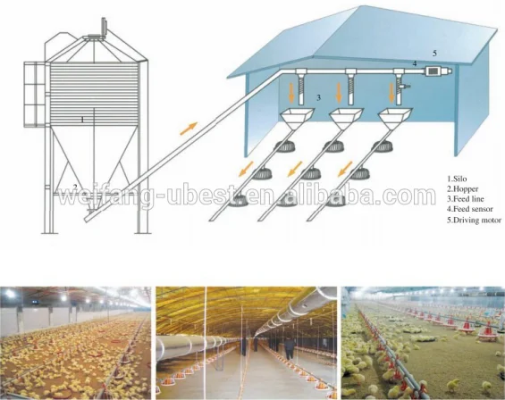 Automatic Chicken Poultry Farm Equipment And Poultry Farm Control Shed ...