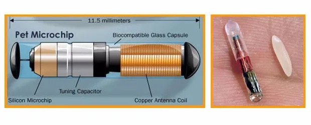 Small Injection Tags Implant Rfid Animal Microchip - Buy Rfid Animal ...
