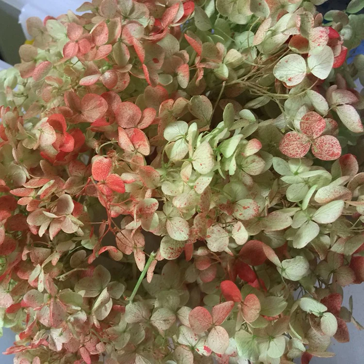 Fresh Real Touch Immortal Hydrangeas Preserved Hydrangea For Wedding ...