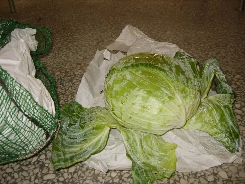 Fresh Flat Cabbage - Buy Fresh Flat Cabbage,Round Cabbage,Chinese ...