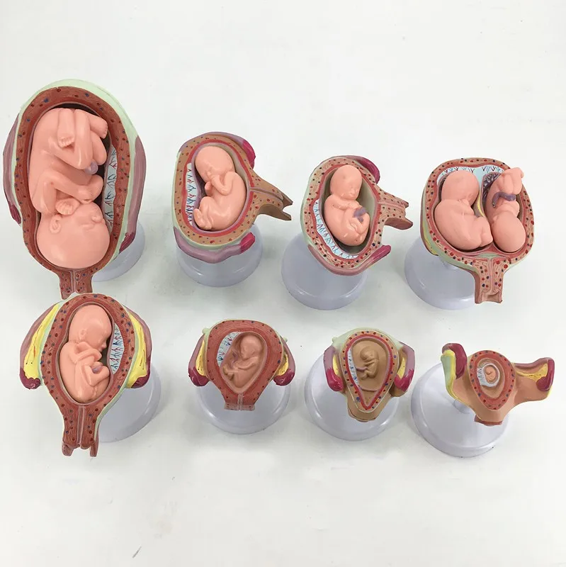 Anatomical Gestation Models - Understanding Embryo Development