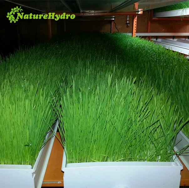 Hydroponic Fodder House - Barley and Wheat Grass Trays