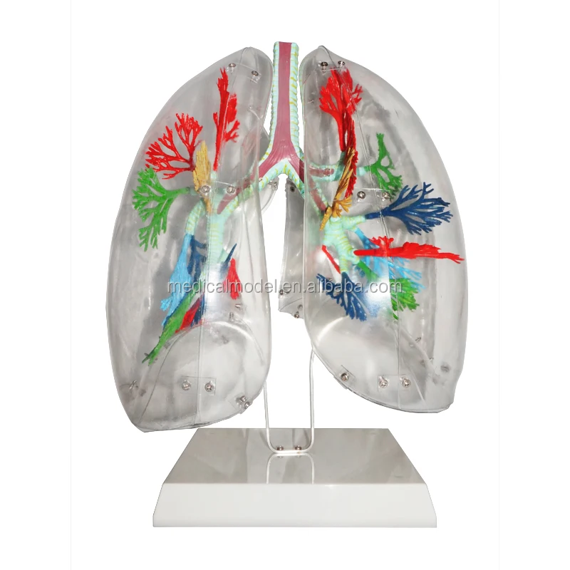 Human Respiratory System Model,Plastic Lungs Model,Medical Teaching ...
