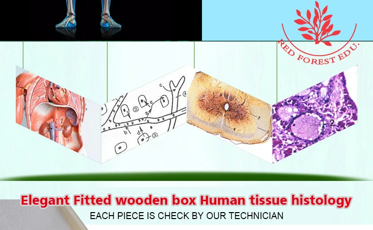Forest Histology Slides Set FRT2001 - 100 Kinds Epithelial Tissue