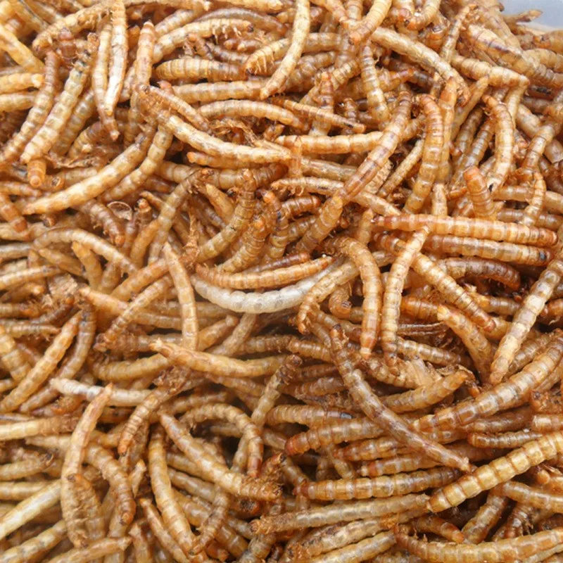 Dried Mealworm Powder Protein Powder Insect Tenebrio Molitor Powder ...