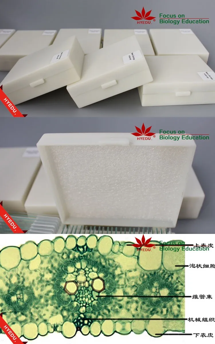 Microscope Plant Slides,Corn Prepared Slides,On Sale Prepared Slides ...