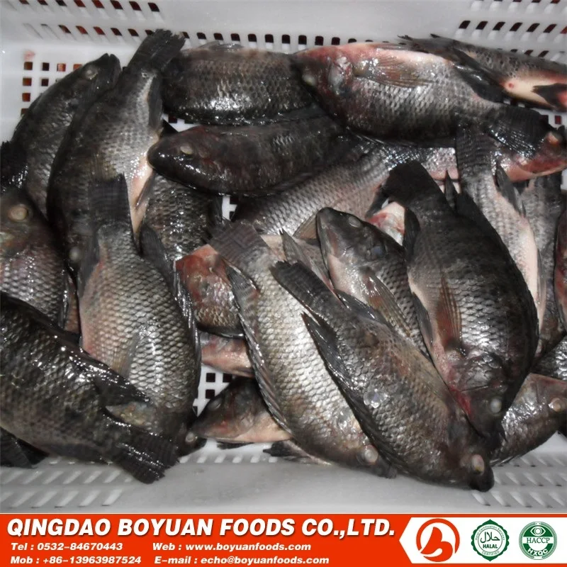 Tilapia Gutted And Scaled Quick Frozen - Buy Chopa Gutted And Scaled ...