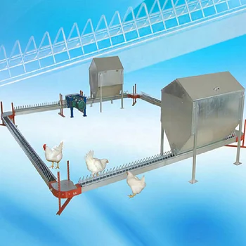 Big Chain Breeder Feeding System Poultry Feeding House Shed Equipment ...