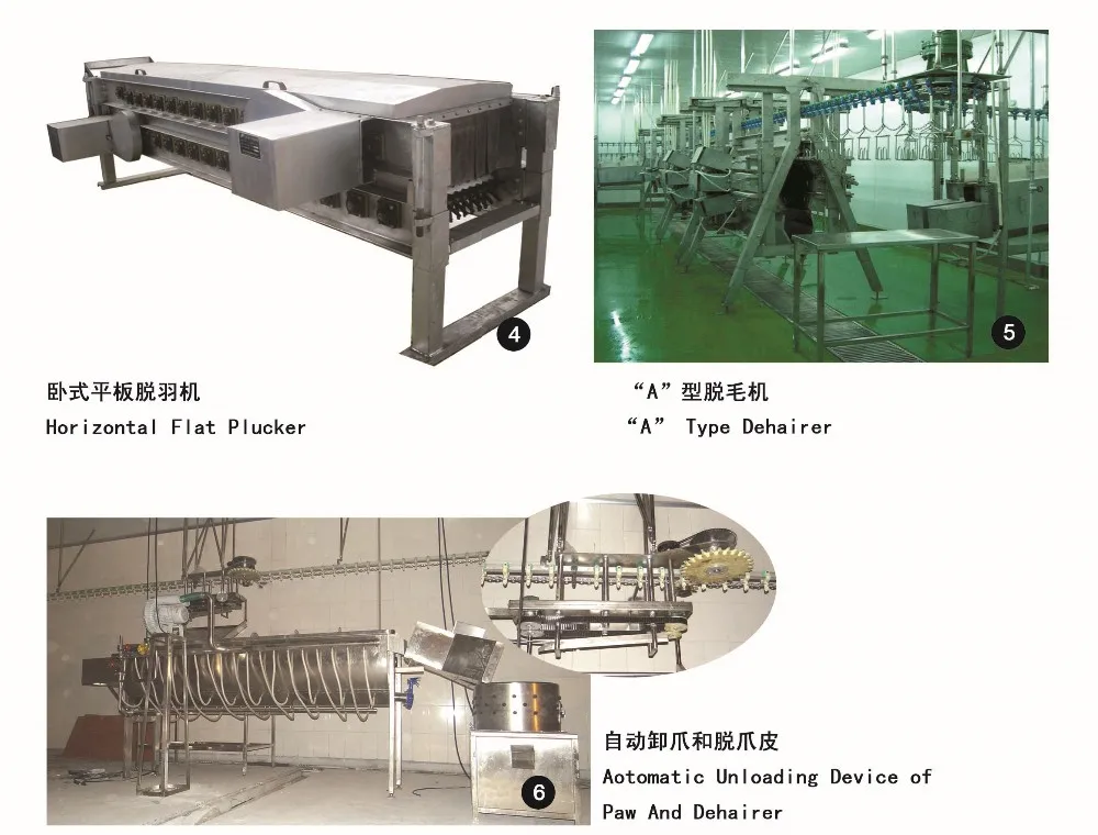 Chicken Plucker Machine Small Poultry Abbatoir Poultry(pollos) Meat ...