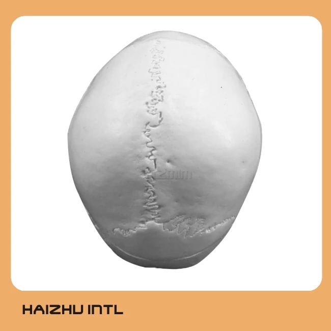 Human Medical Anatomical Skull Model - Buy Skull Model 3 Parts,Plastic ...