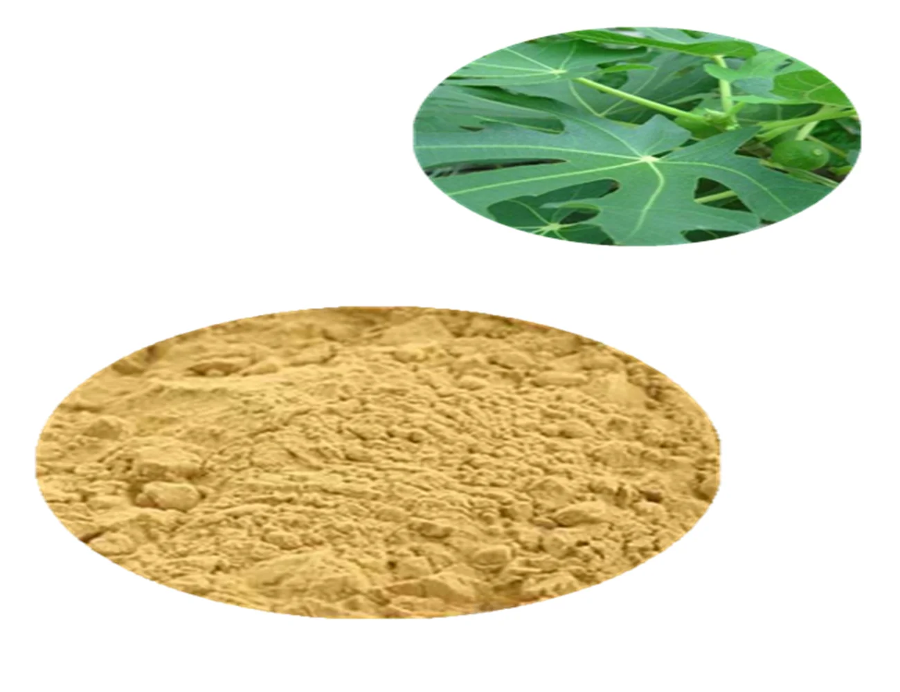 Best Selling Products Of Fresh Fig Leaf Extract - Buy Fig Leaf Extract ...
