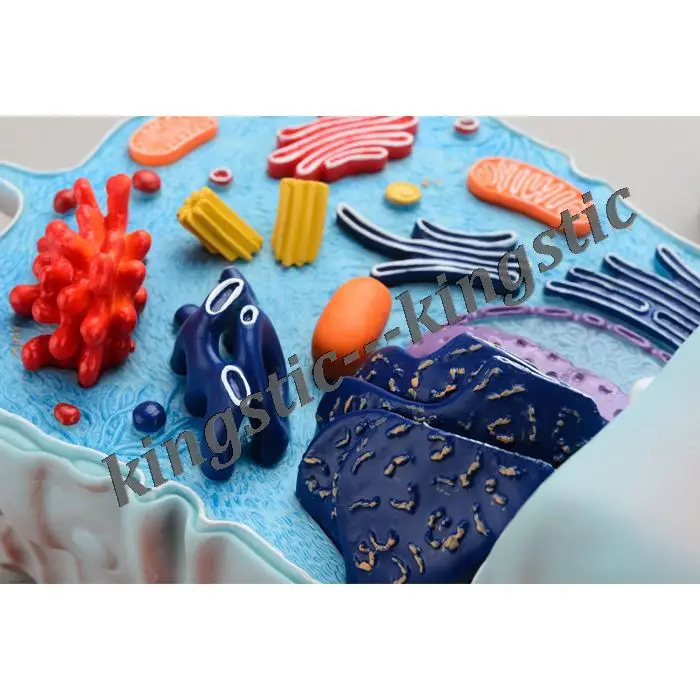 Animal Cell Model Of 2 Parts For Teaching - Buy Animal Cell Model ...