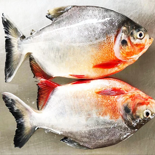 Frozen Whole Part Red Pomfret (pacu) On Sale - Buy High Quality Frozen ...