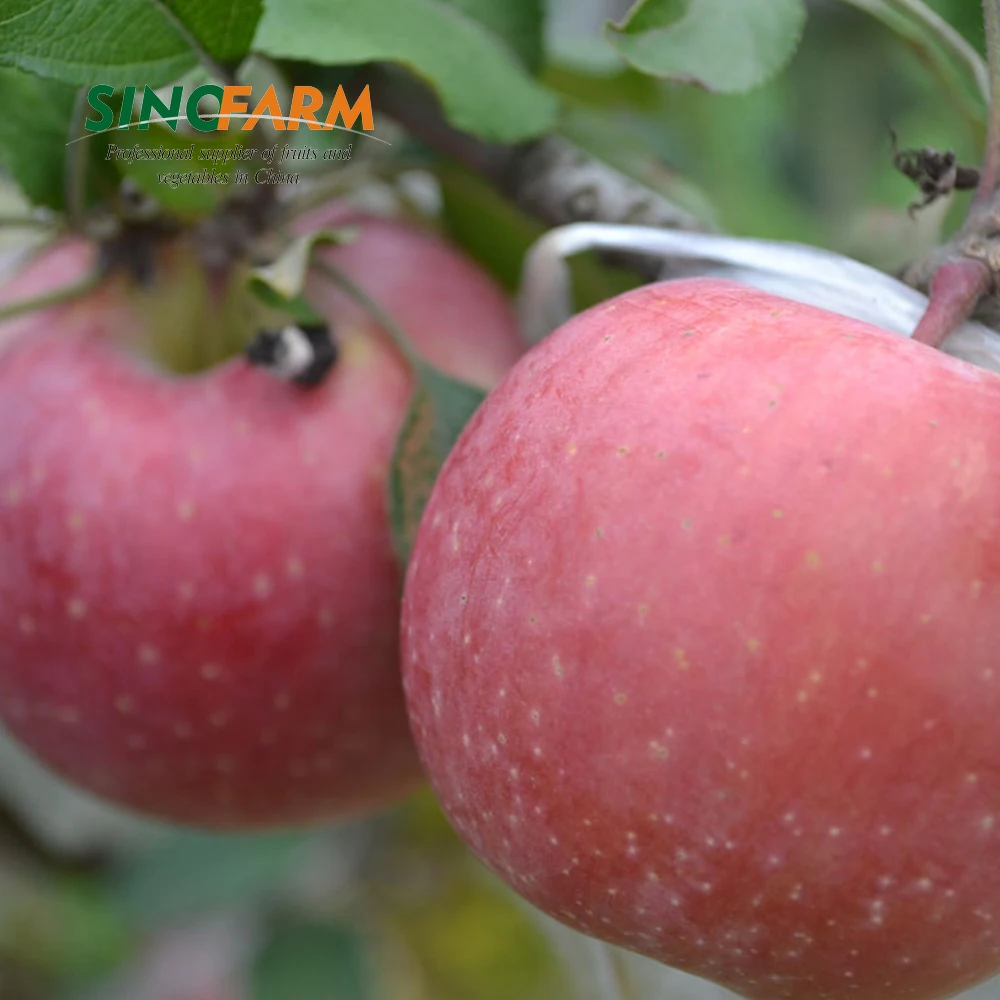 Fresh Pink Fuji Apples - Buy Fresh Pink Lady Apples,China Fresh Apple ...