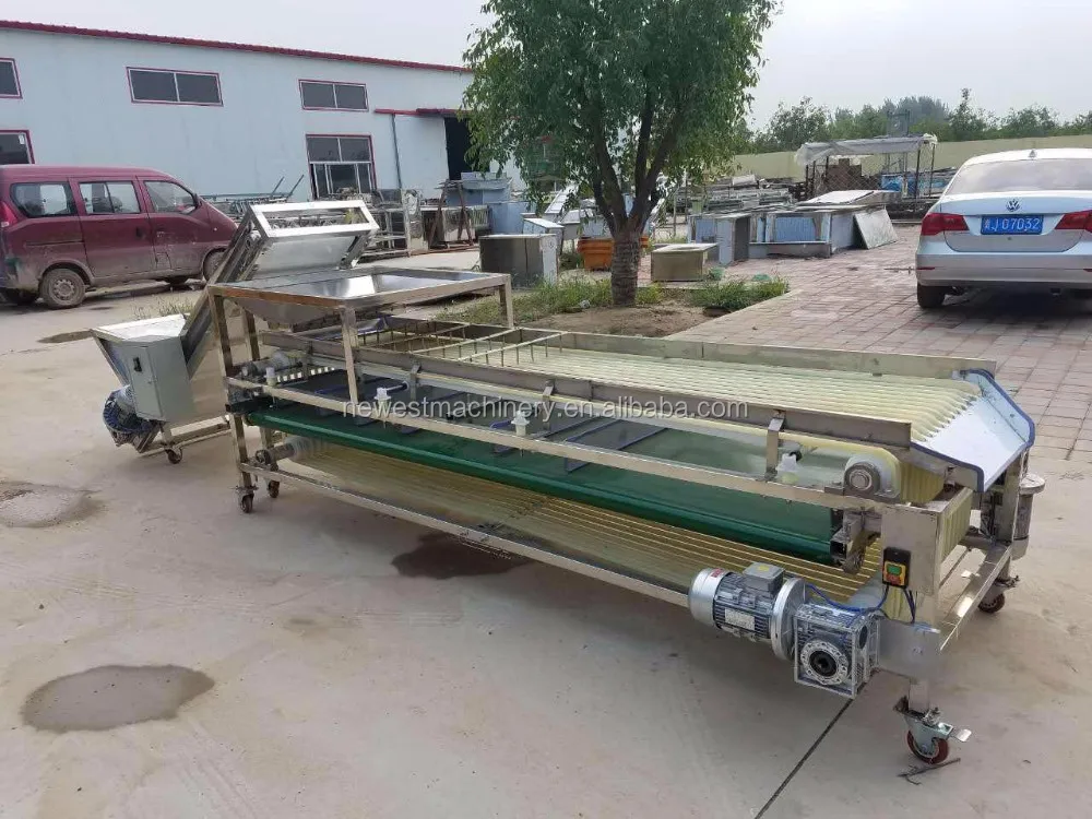 Easy Operation Dry Date Processing Machine/palm Dates Sorting Machinery ...