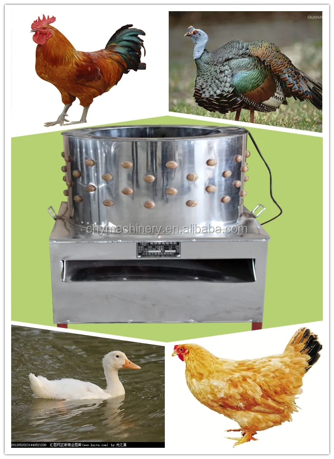 Tm-65 High Quality Turkey Feather Cleaning Machine/automatic Poultry ...
