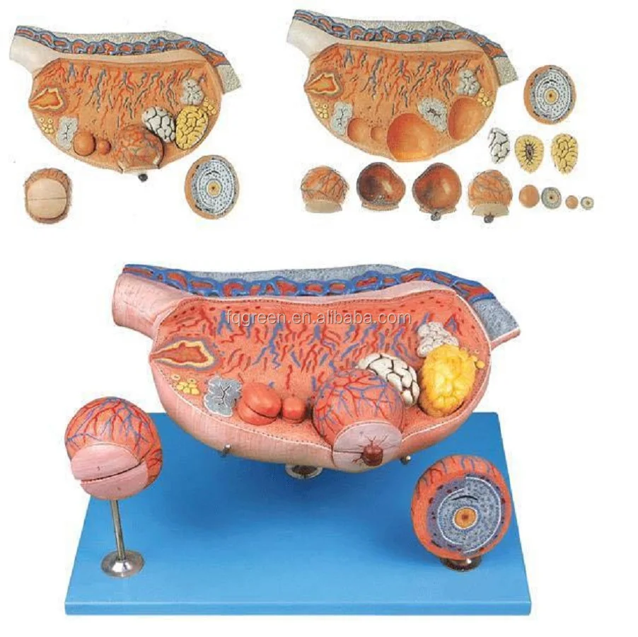 Ovary and Follicular Development - Detailed Anatomical Model