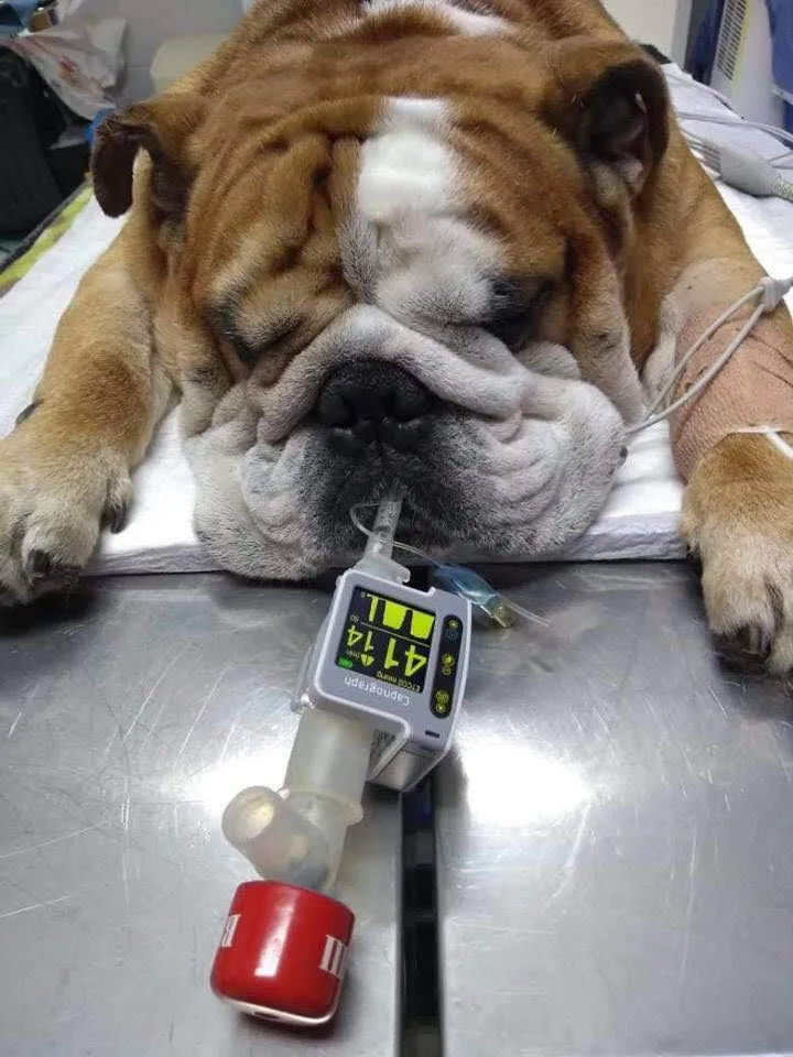 Veterinary Capnograph Etco2 Patient Monitor For Animal - Buy Handheld ...