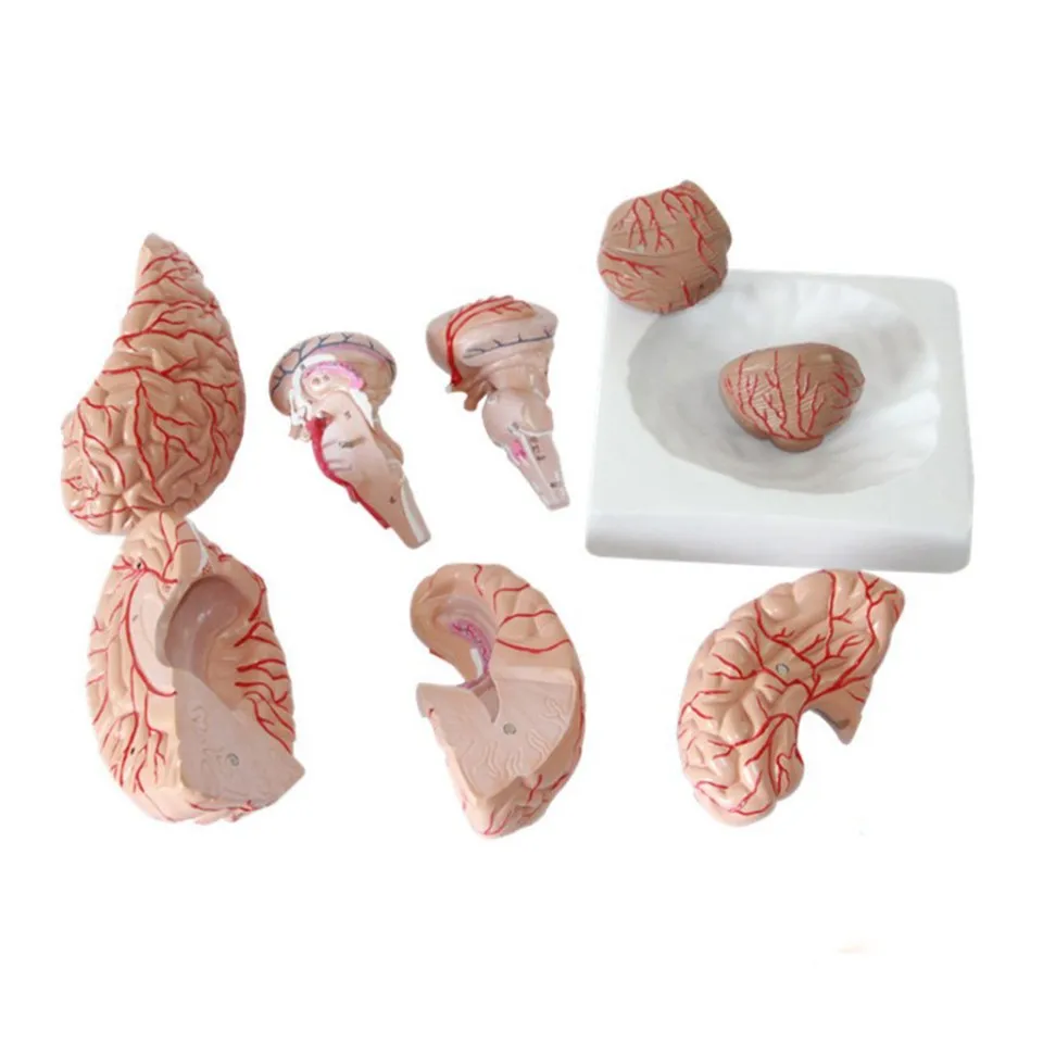 Life Size Human Anatomical Brain With Arteries 9 Parts Plastic Brain ...
