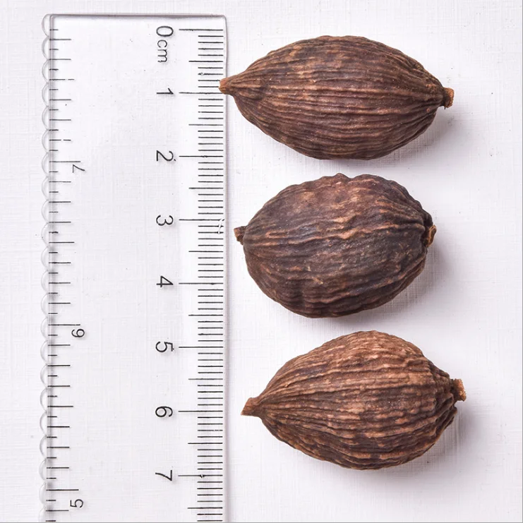 Cao Guo Natural Spices Dried Amomum Tsao-ko/lanxangia Tsaoko/tsaoko ...