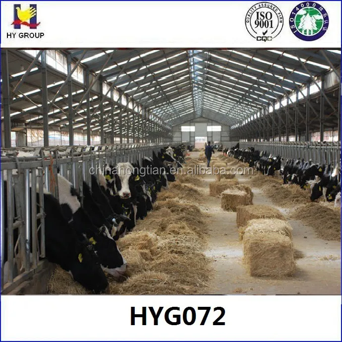 Prefab Steel Structure Dairy Cow Shed Farm - Buy Prefab Steel Structure ...