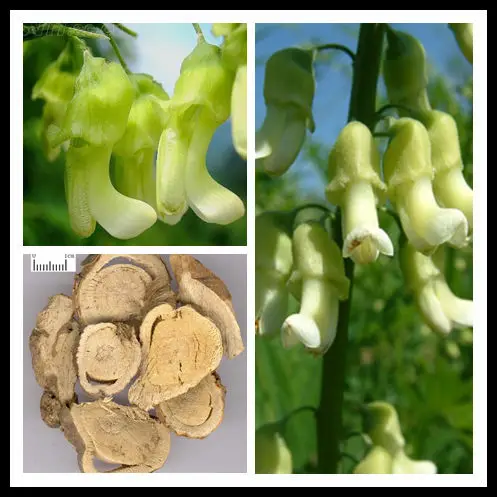 Nutramax Supply-kushen Extract/light Yellow Sophora Root Extract/radix ...