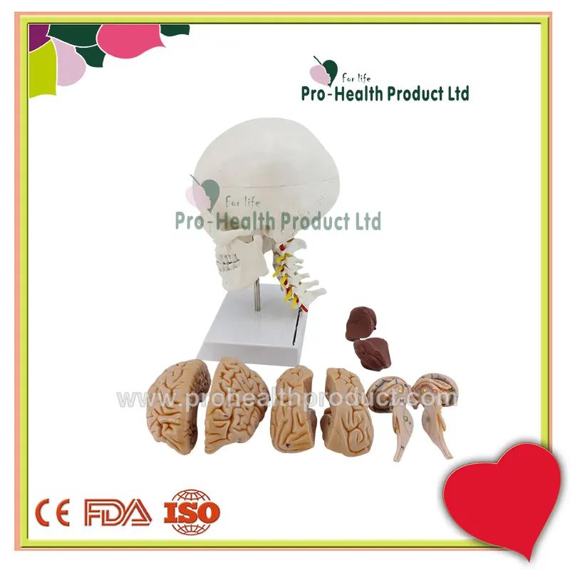 Human Brain Anatomy - Cervical Spine Plastic Model