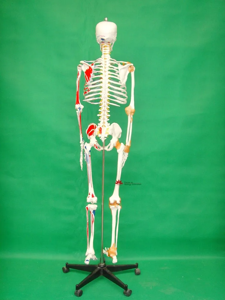 Human Skeleton Model With Joint Ligament And Colored Muscle - Buy Model ...
