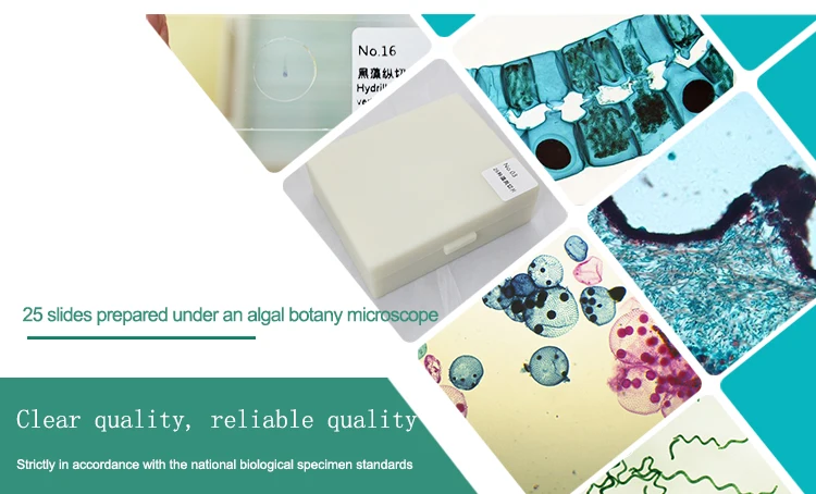 Fixed 25 Pieces Of Algae Learning Science Botany Microscope Prepared ...