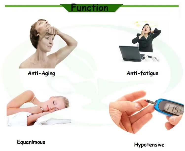 Iso Top Quality Natural Gromwell Root Extract Lithospermum ...