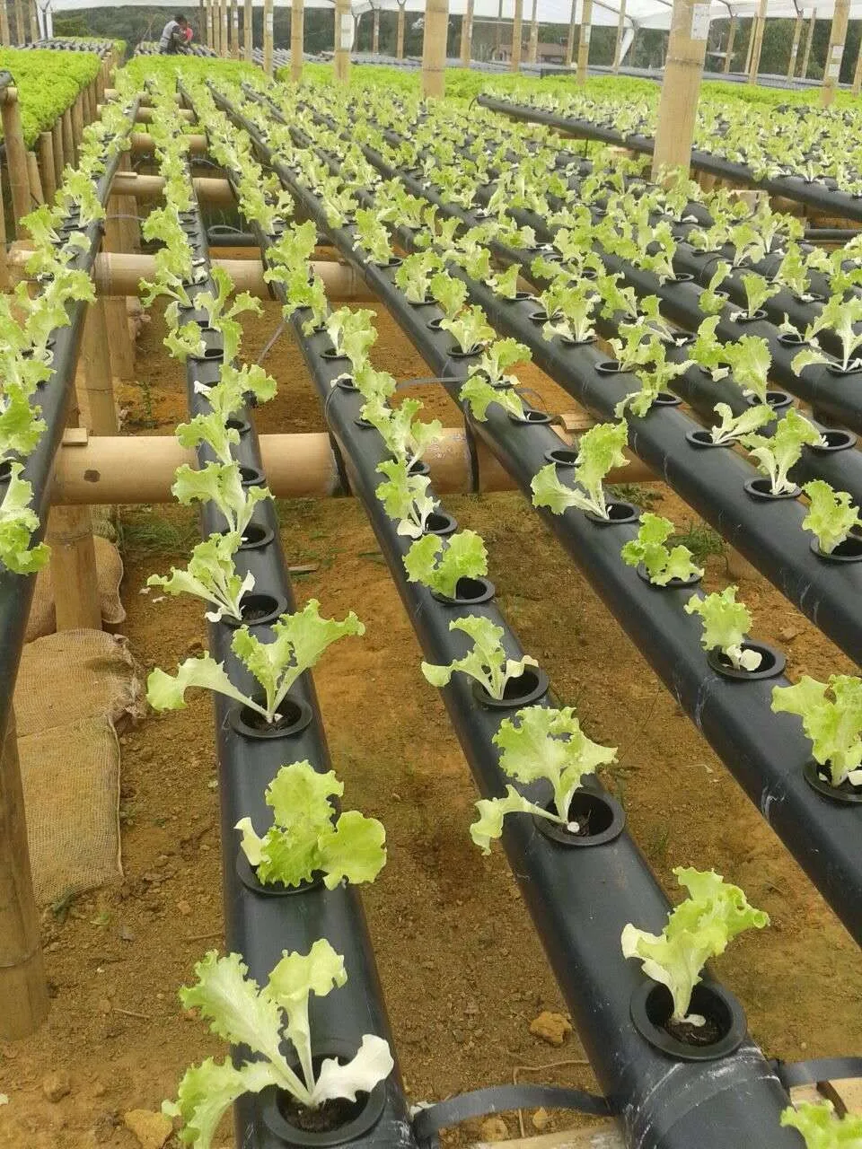 6 Inch Net Pot For Aquaponics/ Hydroponic Aeroponic Net Pot - Buy 2 Net ...