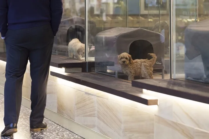 Pet Supply Retail Shop Interior Design Pet Food Display Shelf And Glass ...