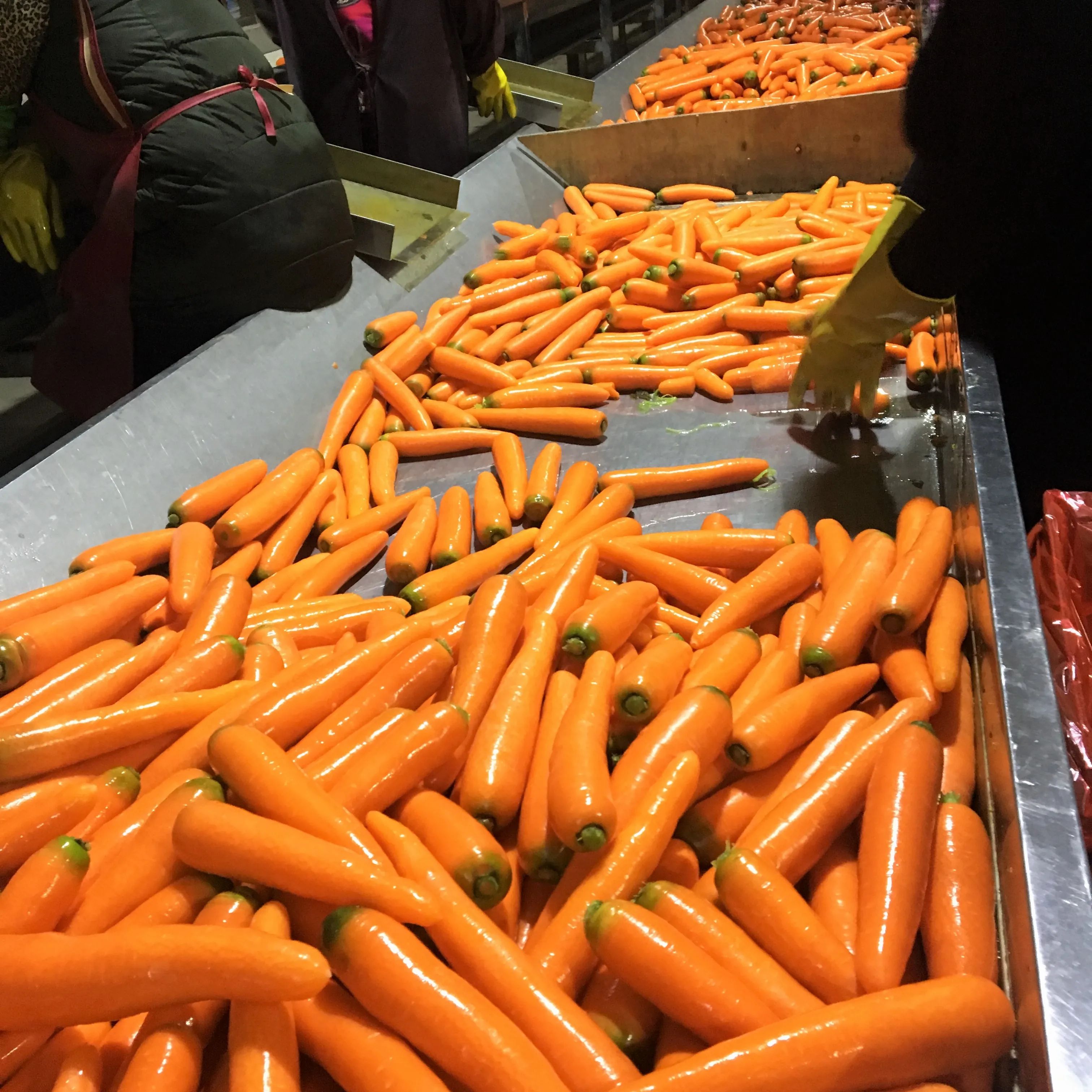 New Crop Fresh Carrot 10kg Carton Packing - Buy Fresh Carrot Packing ...