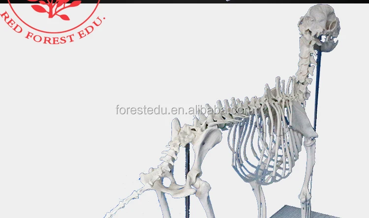 Veterinary Model - Anatomical Teaching Skeleton Model