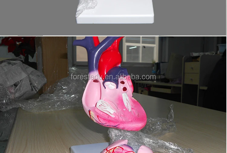 Plastic Heart Model - Anatomy Teaching Tool for Medical Science
