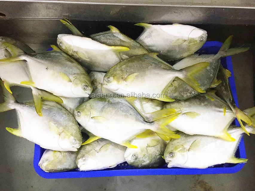 Frozen Whole Round Golden Pompano - Nutritious & Organic