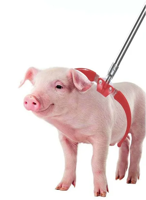 Hot Product Pig Farming Equipment Stainless Steel Long Pole Pig Catcher ...
