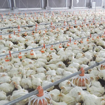 Automatic Industrial Chicken Feeder System For Poultry Farm House - Buy ...