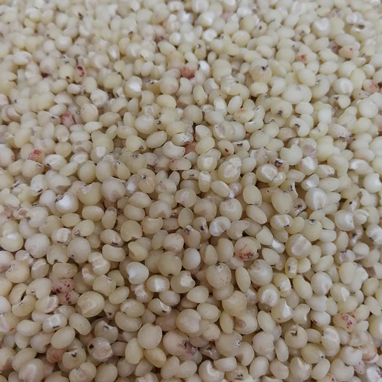 Bulk Sorghum Rice China Sorghum For Sale - Buy Sweet Sorghum,Grain ...