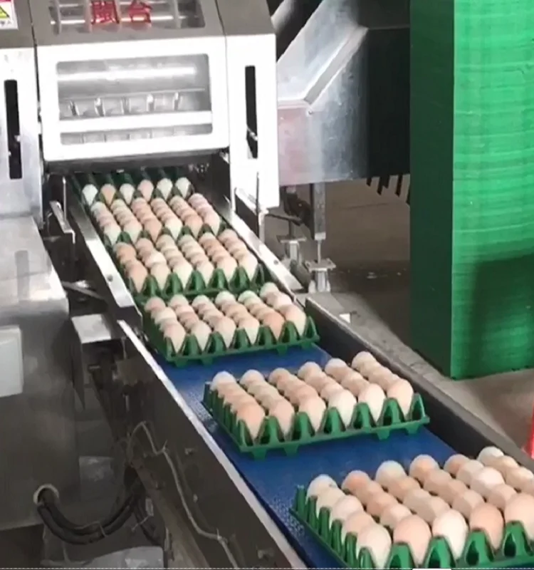 High Speed Machine Manufacturer Egg Packing Machine with Stainless ...