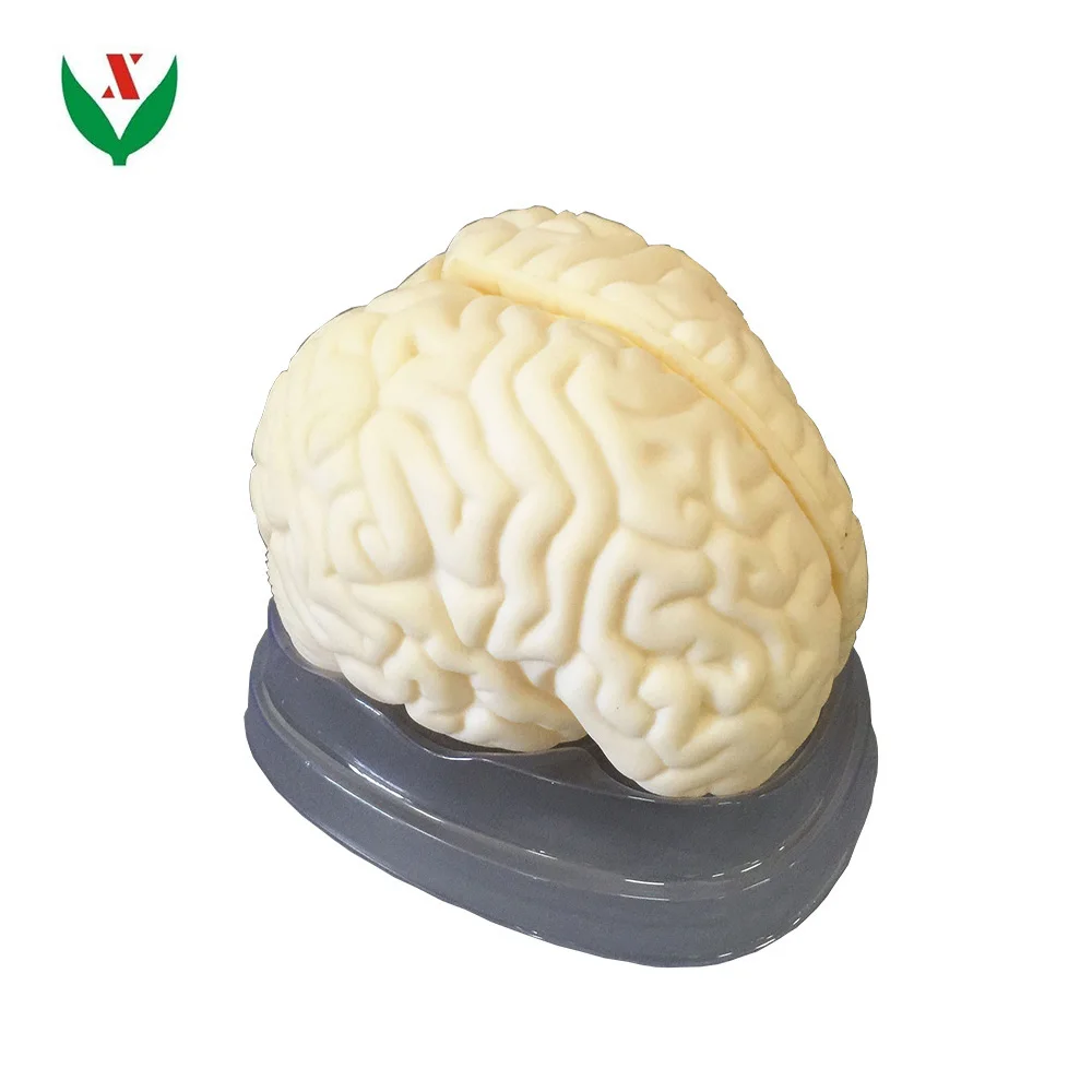 Brain Anatomy Model - Cerebral Arteries and Function Position