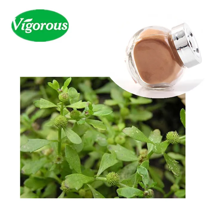Natural Centipeda Minima Extract - Herba Centipedae Powder