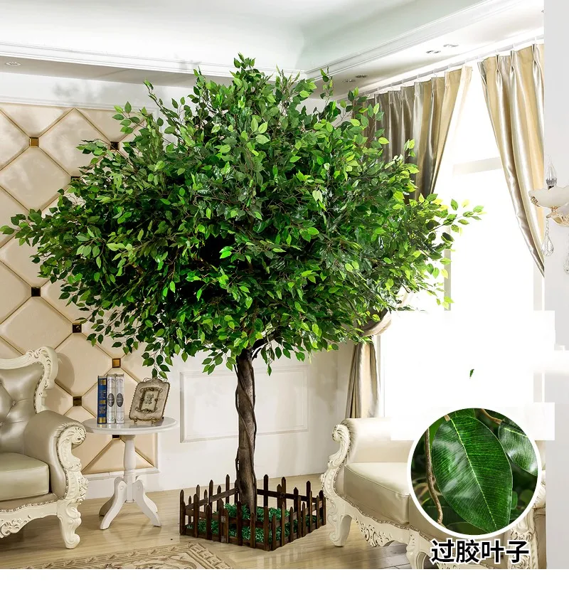 Grandes Árboles De Higo Llorón Ficus Benjamina Ficus Benjamina Grande ...