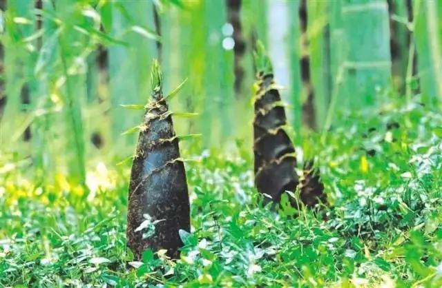 Bamboo Shoot Extract Powder High Quality 10:1 - Buy Bamboo Shoot ...